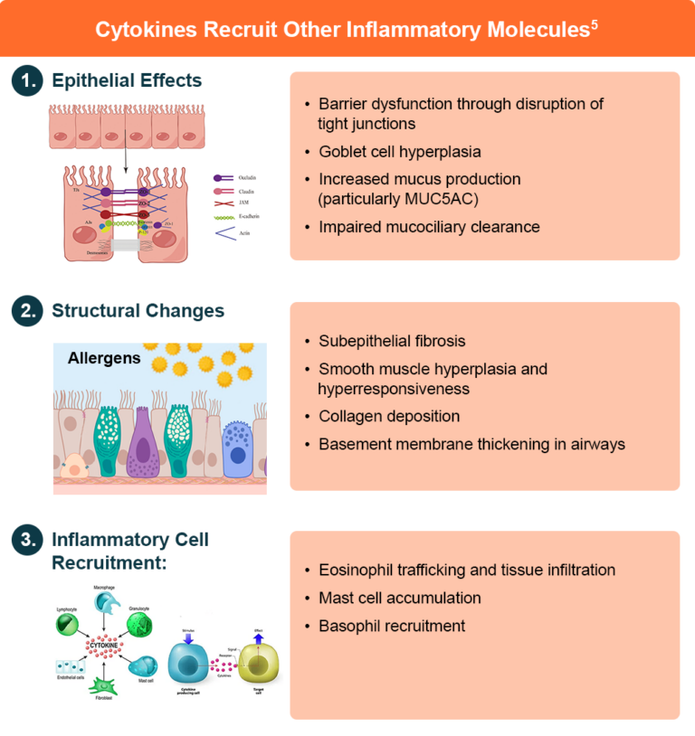 T2I Pathophysiology – CONQUER Type 2 Inflammation